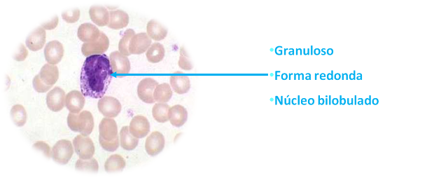 LABORATORIO DE HISTOLOGÍA