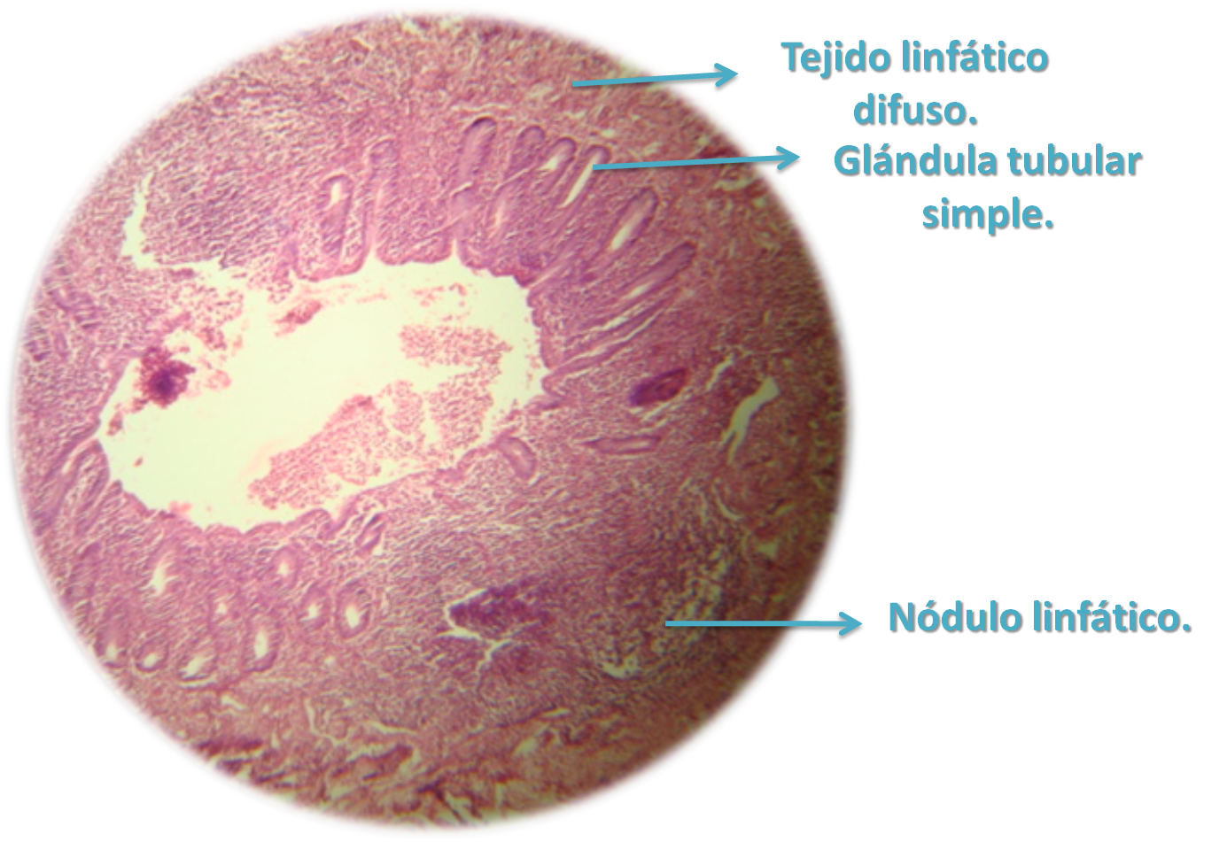 LABORATORIO DE HISTOLOGÍA