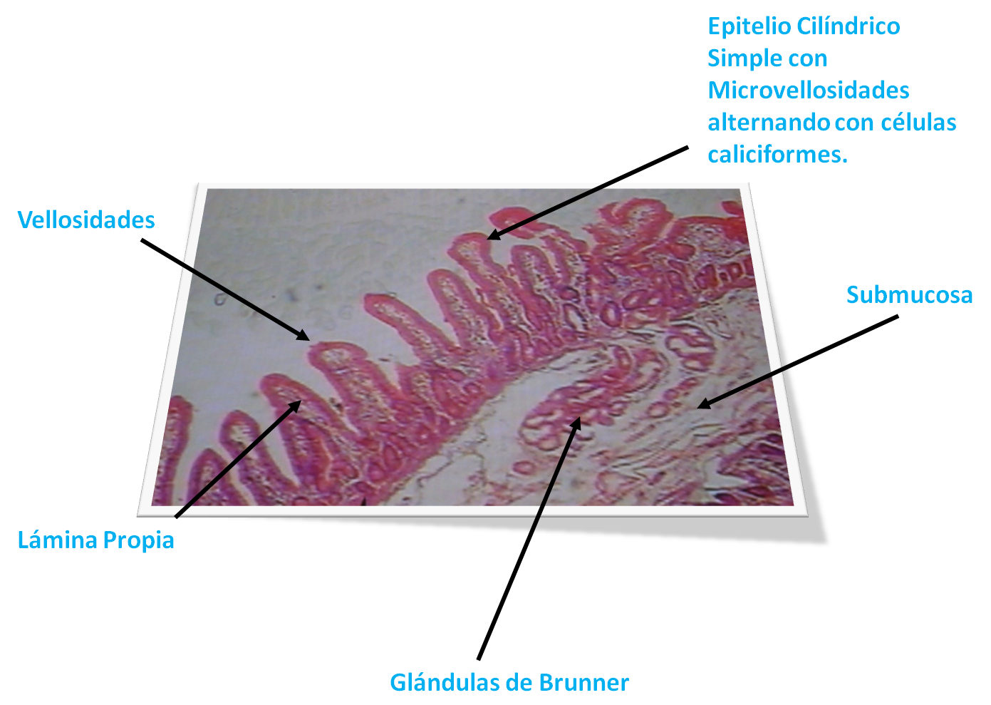 LABORATORIO DE HISTOLOGÍA