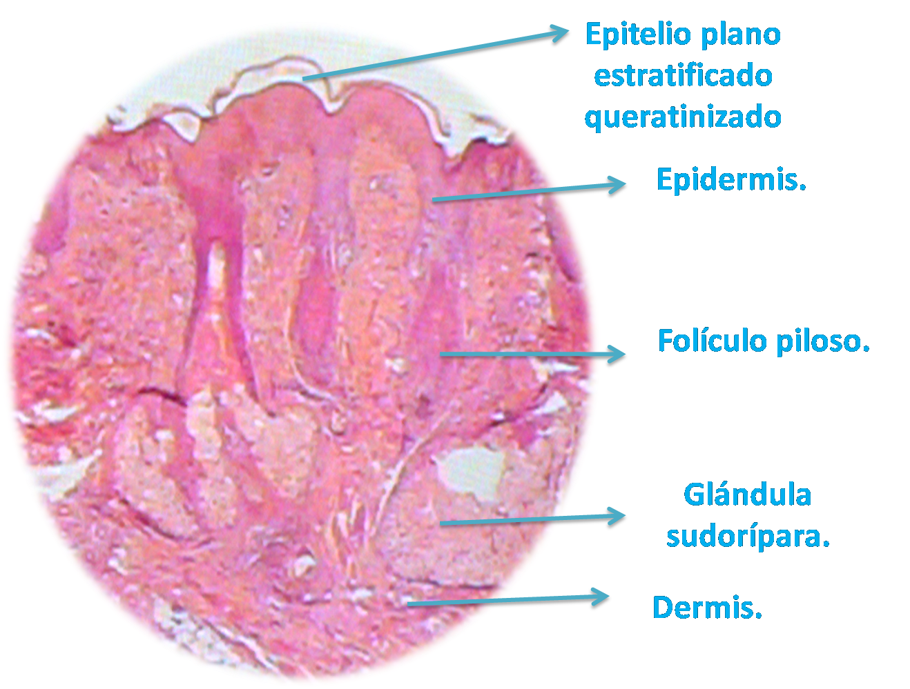 LABORATORIO DE HISTOLOGÍA