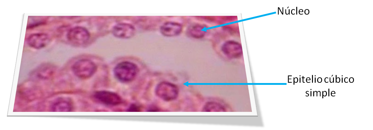 LABORATORIO DE HISTOLOGÍA