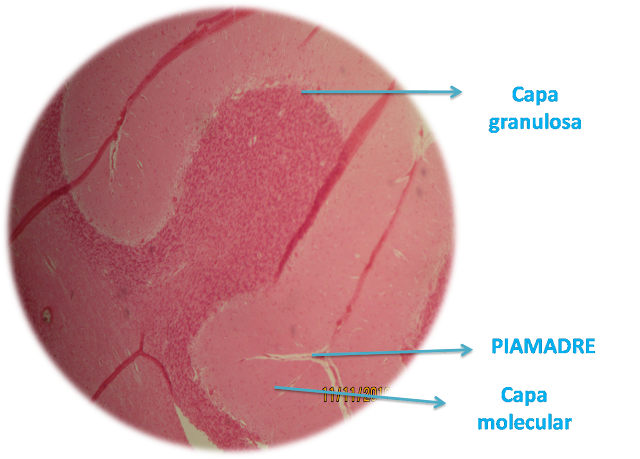 LABORATORIO DE HISTOLOGÍA