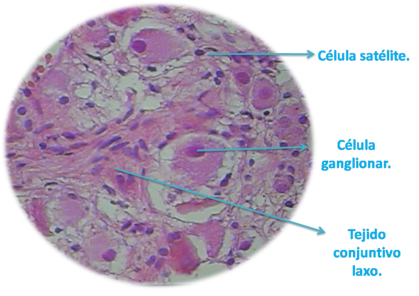 LABORATORIO DE HISTOLOGÍA