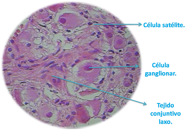 LABORATORIO DE HISTOLOGÍA