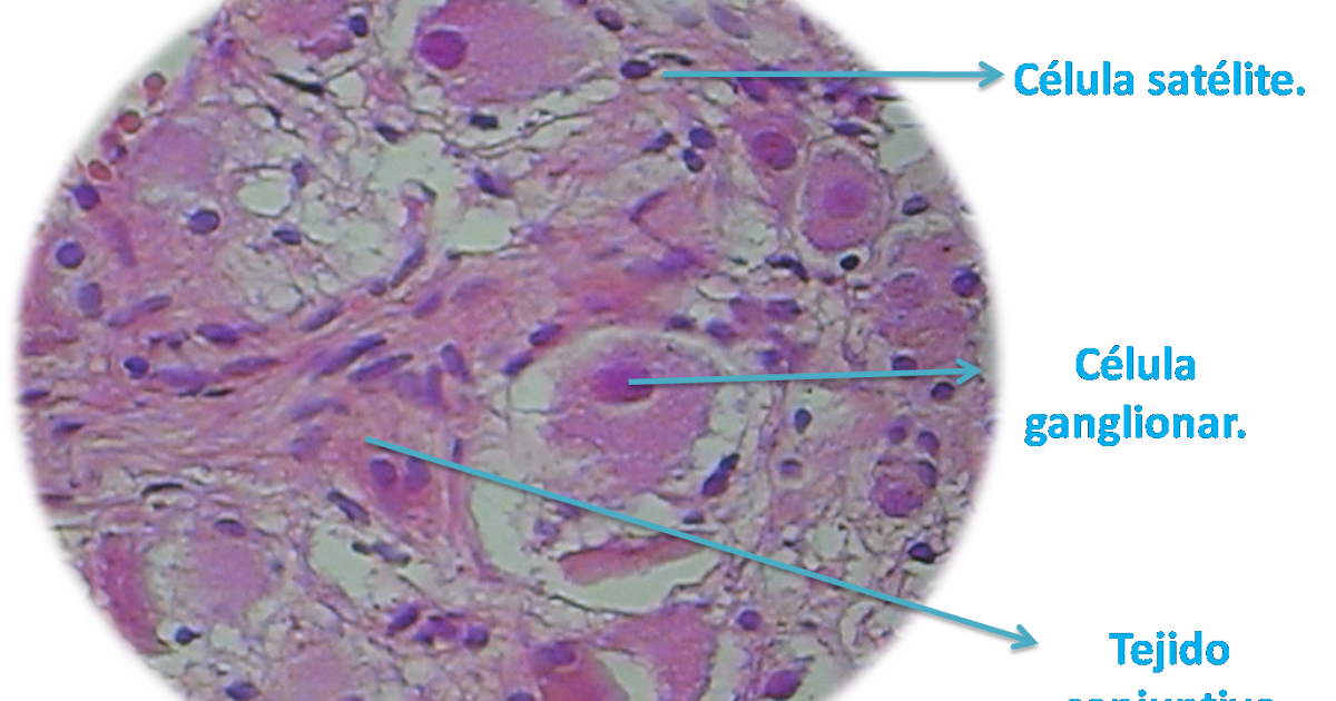 LABORATORIO DE HISTOLOGÍA