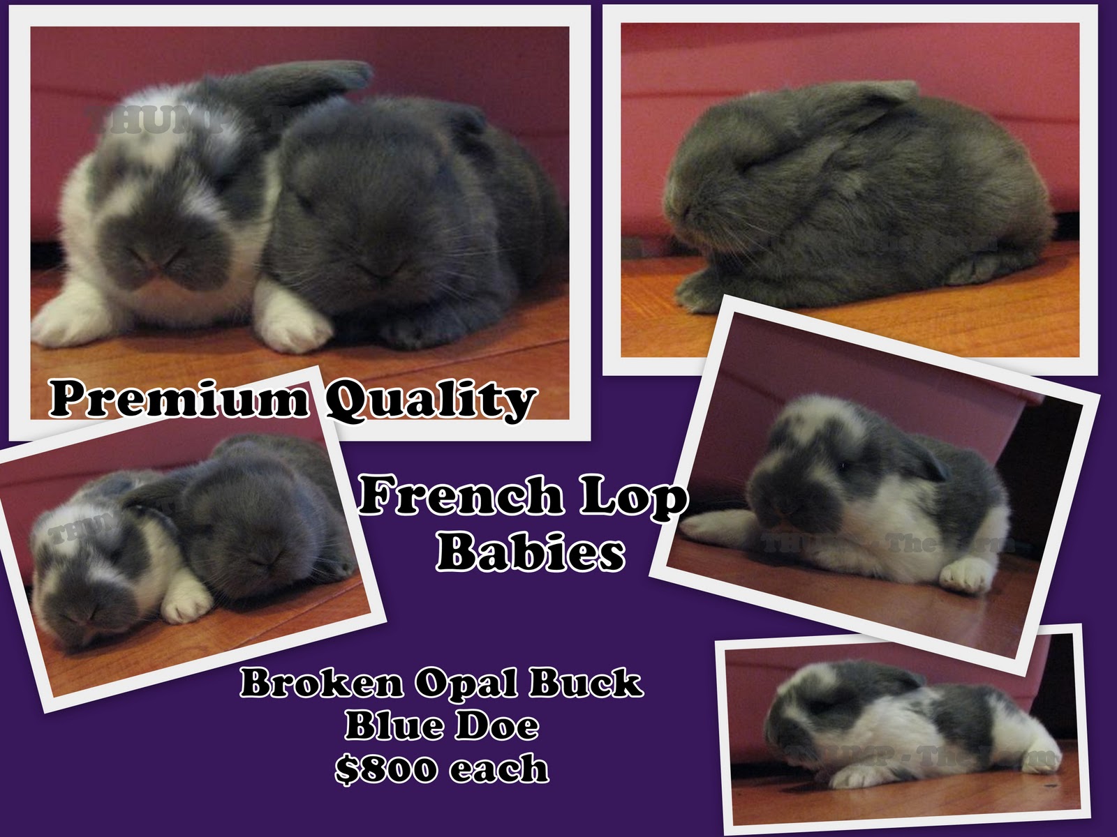 THUMP - The Farm: Our first batch of French Lop Babies - SOLD