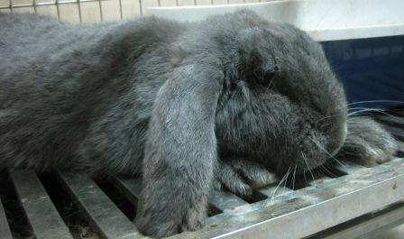 THUMP - The Farm: Our first batch of French Lop Babies - SOLD