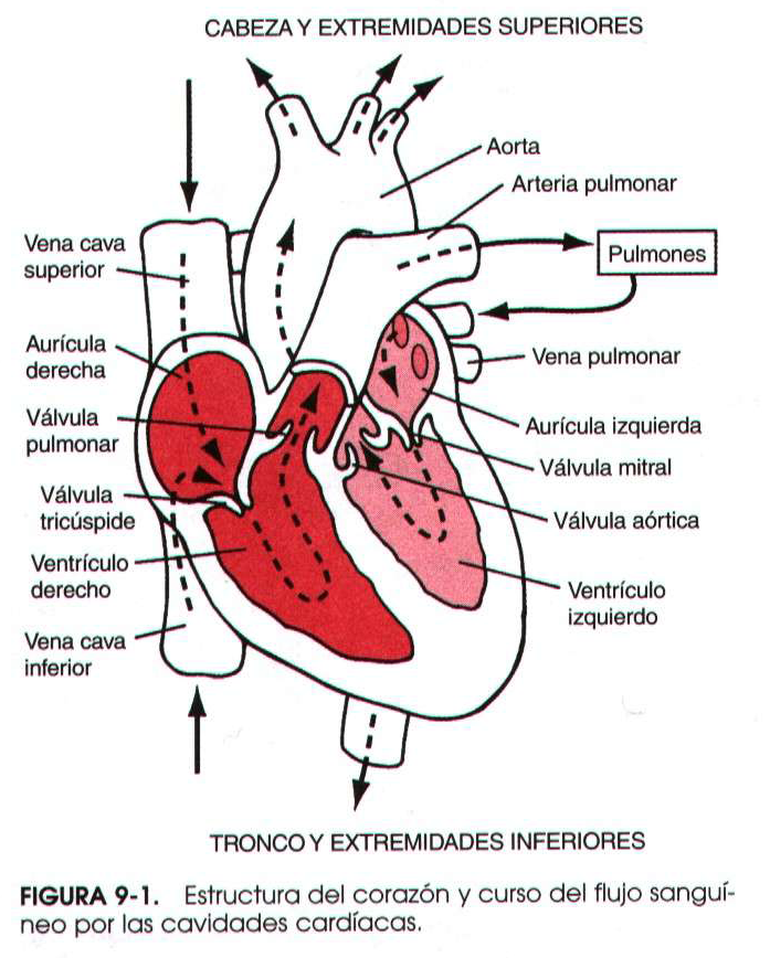 CARDIOLOGIA: ESTRUCTURA DEL CORAZON
