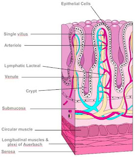 RAUL: Anatomy of the Small Intestine