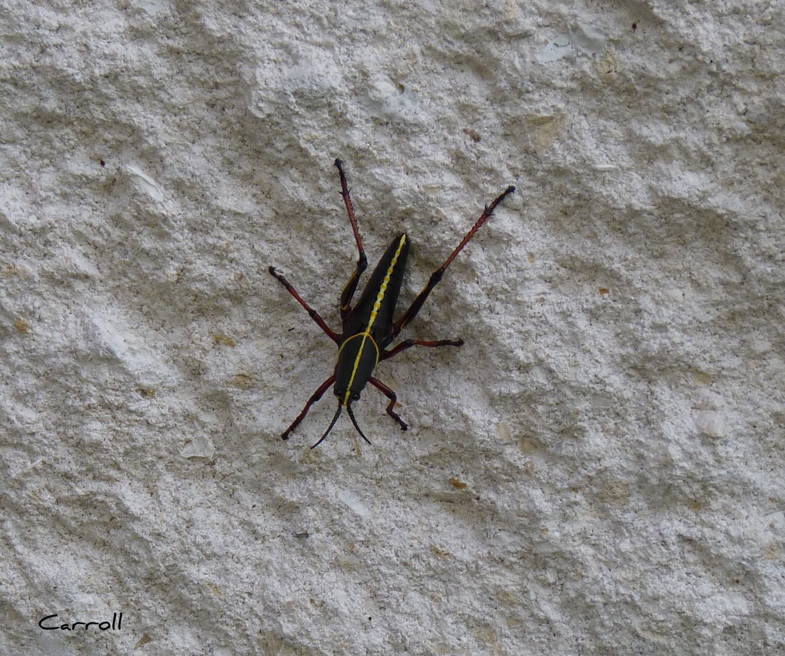 Into the Woods and Elsewhere: Florida: the critters