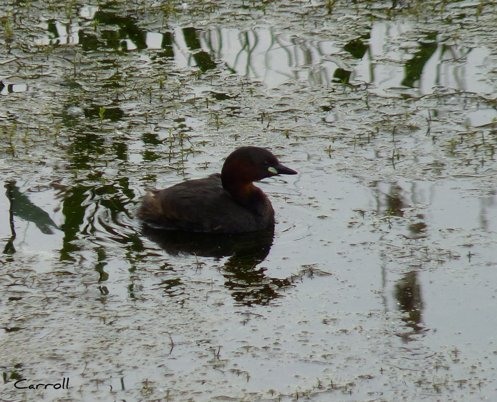Into the Woods and Elsewhere: West Midlands: field, garden and pond birds