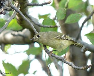 Into the Woods and Elsewhere: Birding Chicago: lakeside parks and the ...