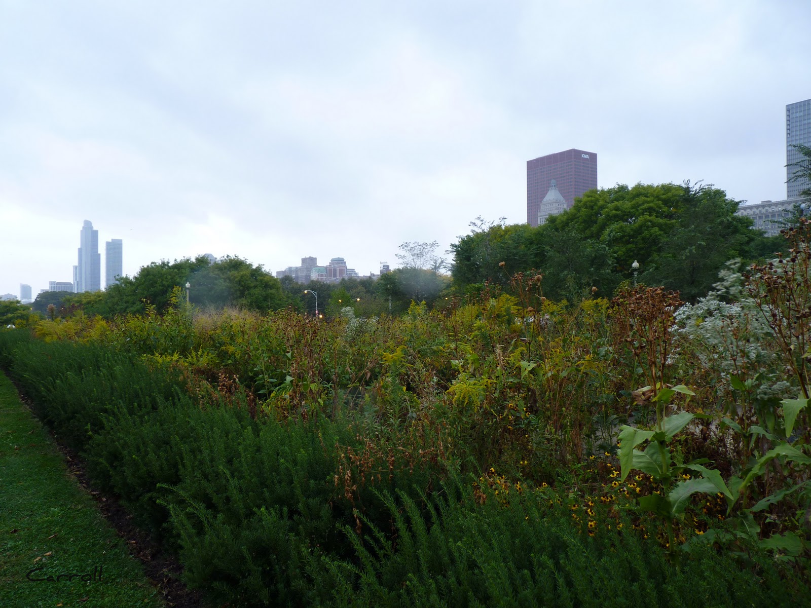 Into the Woods and Elsewhere: Birding Chicago: lakeside parks and the ...