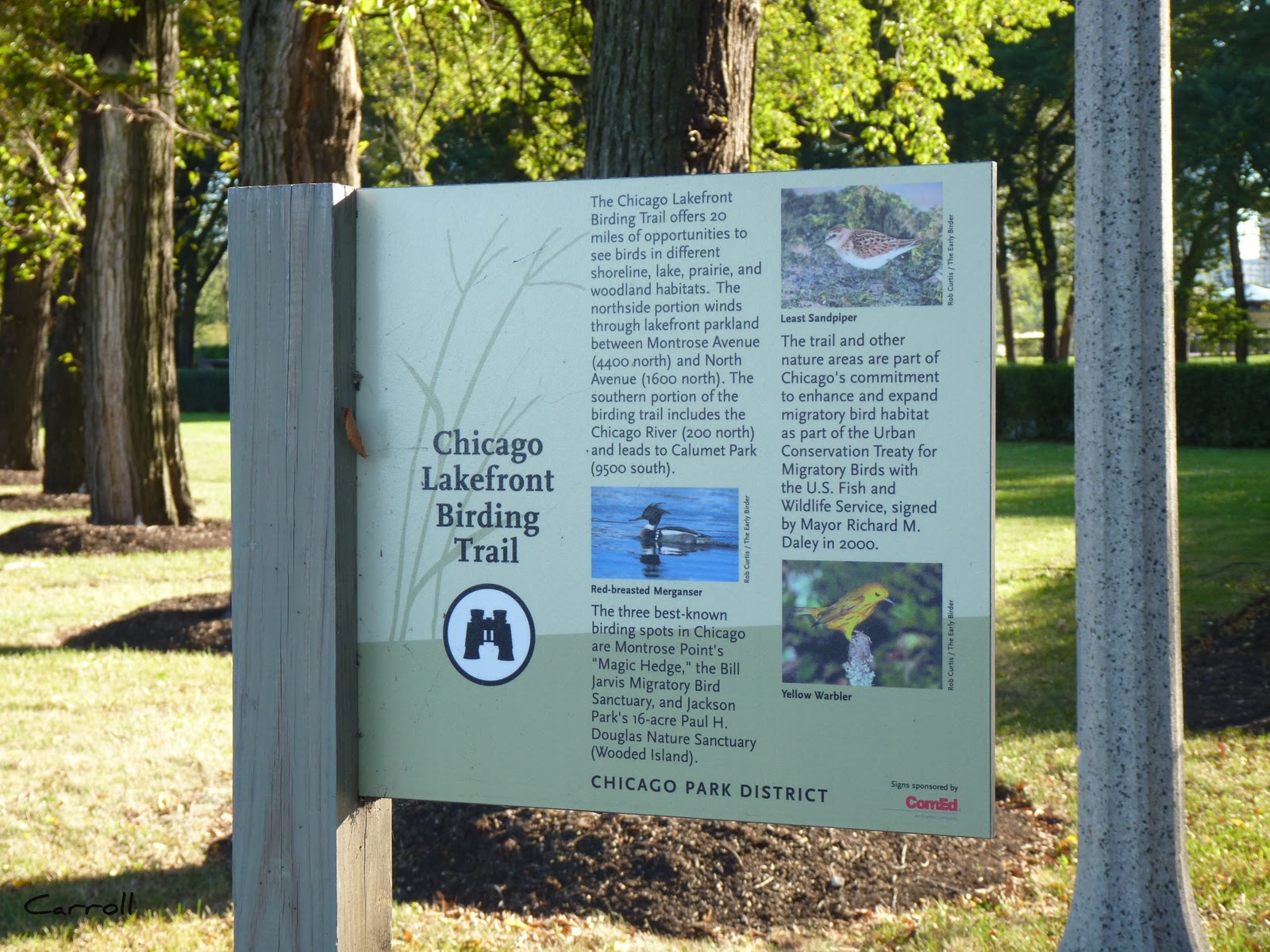 Into the Woods and Elsewhere: Birding Chicago: lakeside parks and the ...