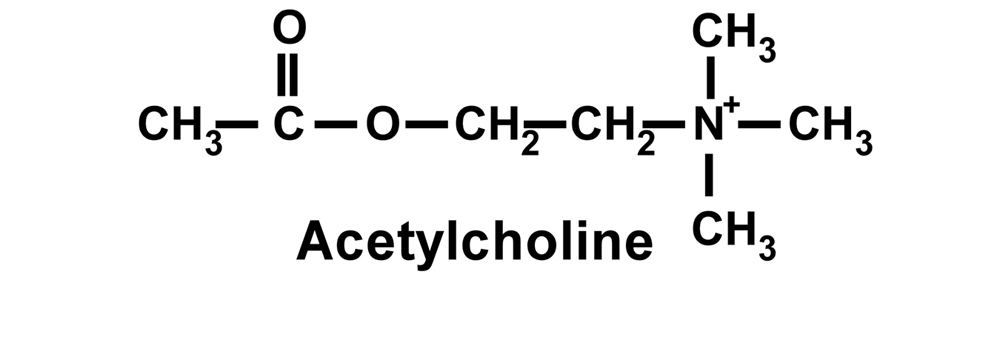 Protect Health.......Protect Life: Cholinergic Transmission