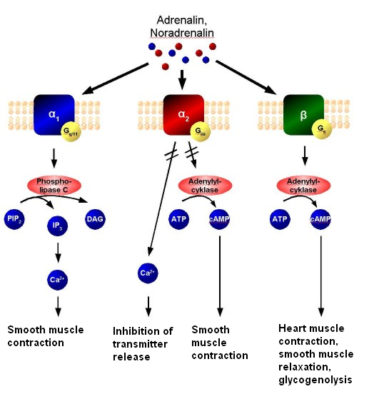 beta-2 receptor - meddic