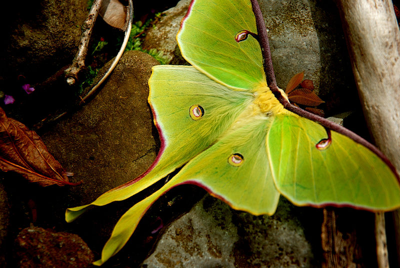 Conor's Blog: Lunar Moth Research - Anatomy Project