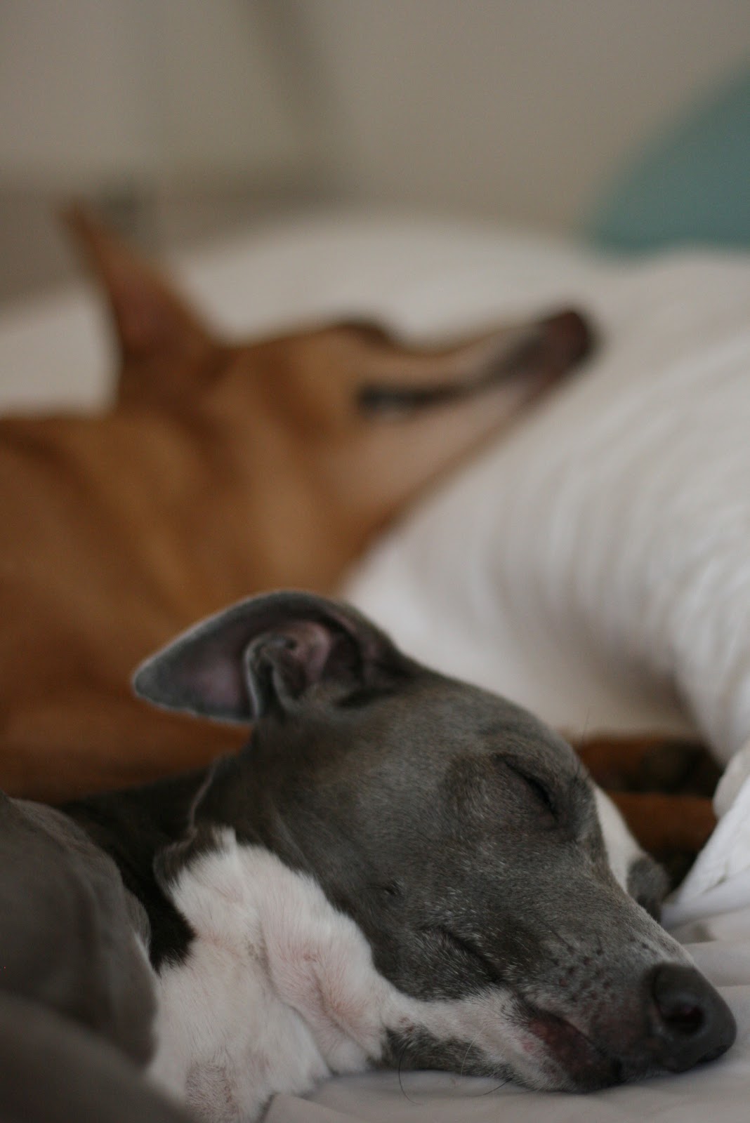 Balent Times: Friday Favorites- Napping with Dogs