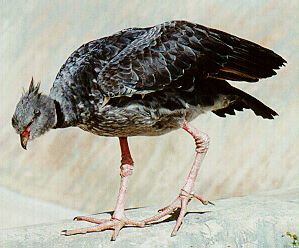 Solo Corrientes: LEYENDA DEL CHAJA