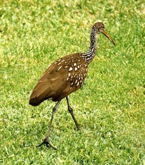 Solo Corrientes: LEYENDA DEL CARAU