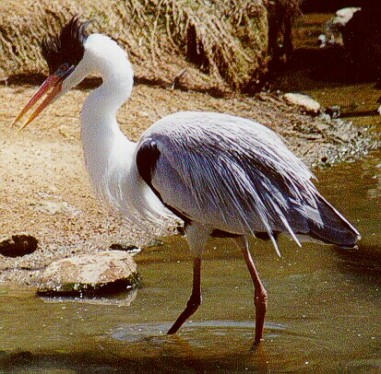 Solo Corrientes: GARZA MORA