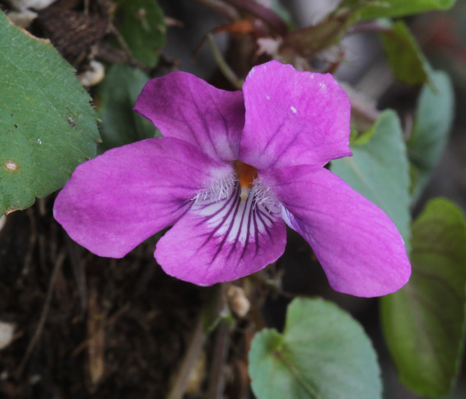 NWflora: Early Blue Violet, Viola adunca