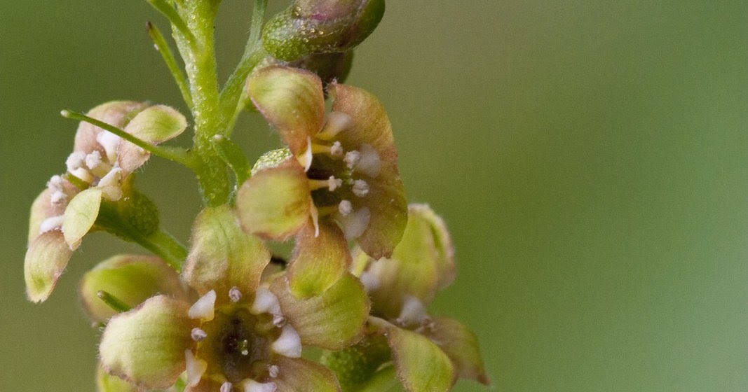 NWflora: Stink Currant, Ribes bracteosum