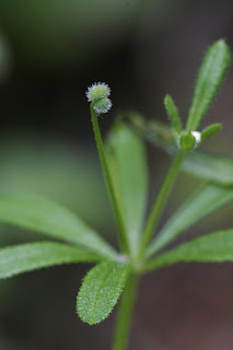 NWflora: Cleavers, Galium aparine