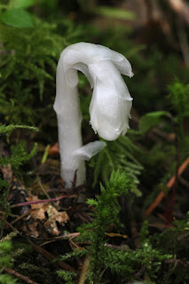 NWflora: Indian-Pipe, Monotropa uniflora