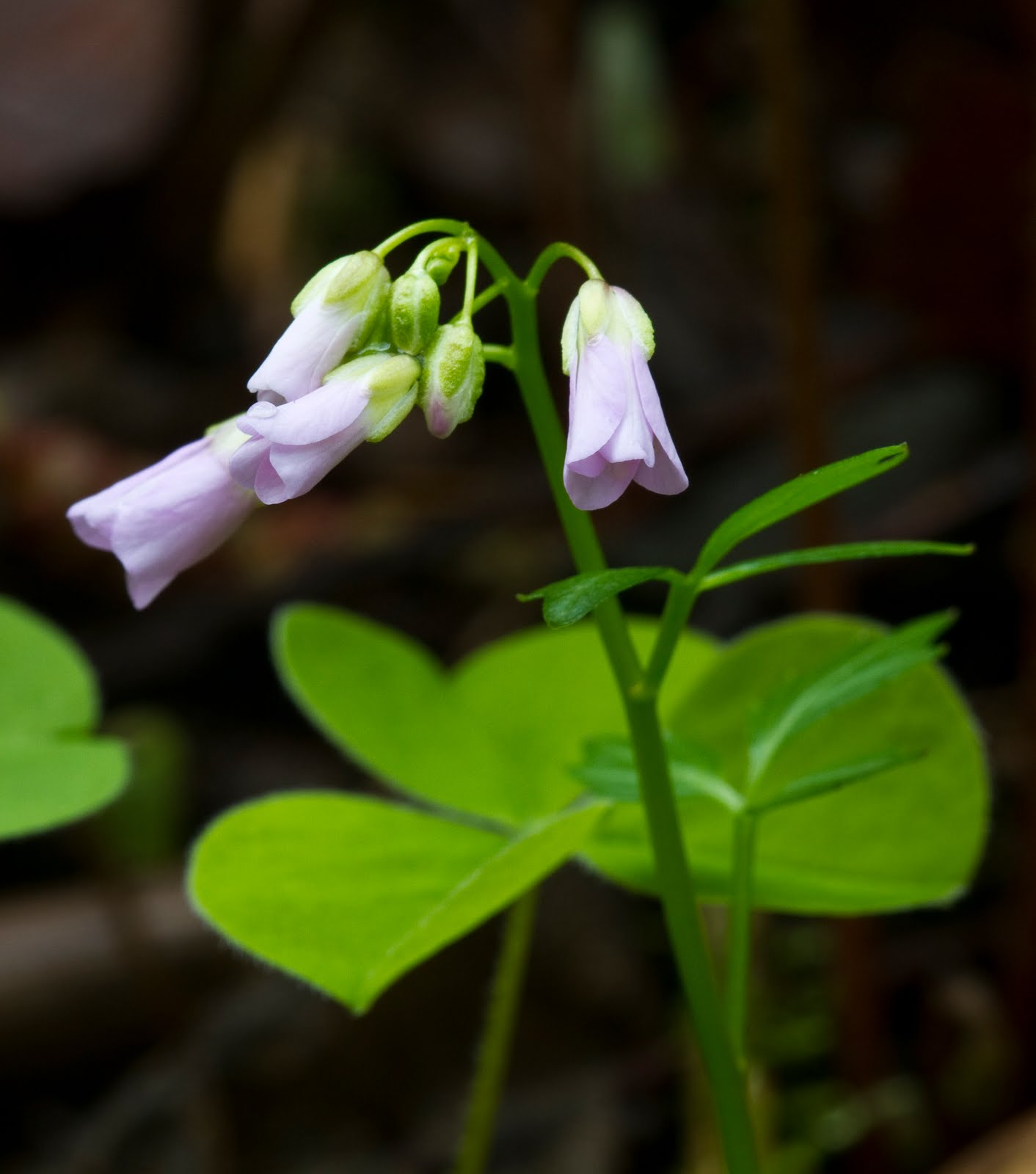 NWflora: Angled Bitter-Cress, Cardamine angulata