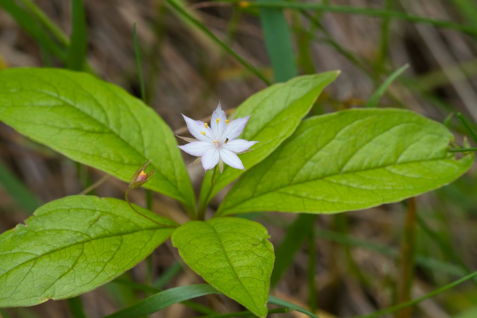 NWflora: Western Starflower, Trientalis latifolia