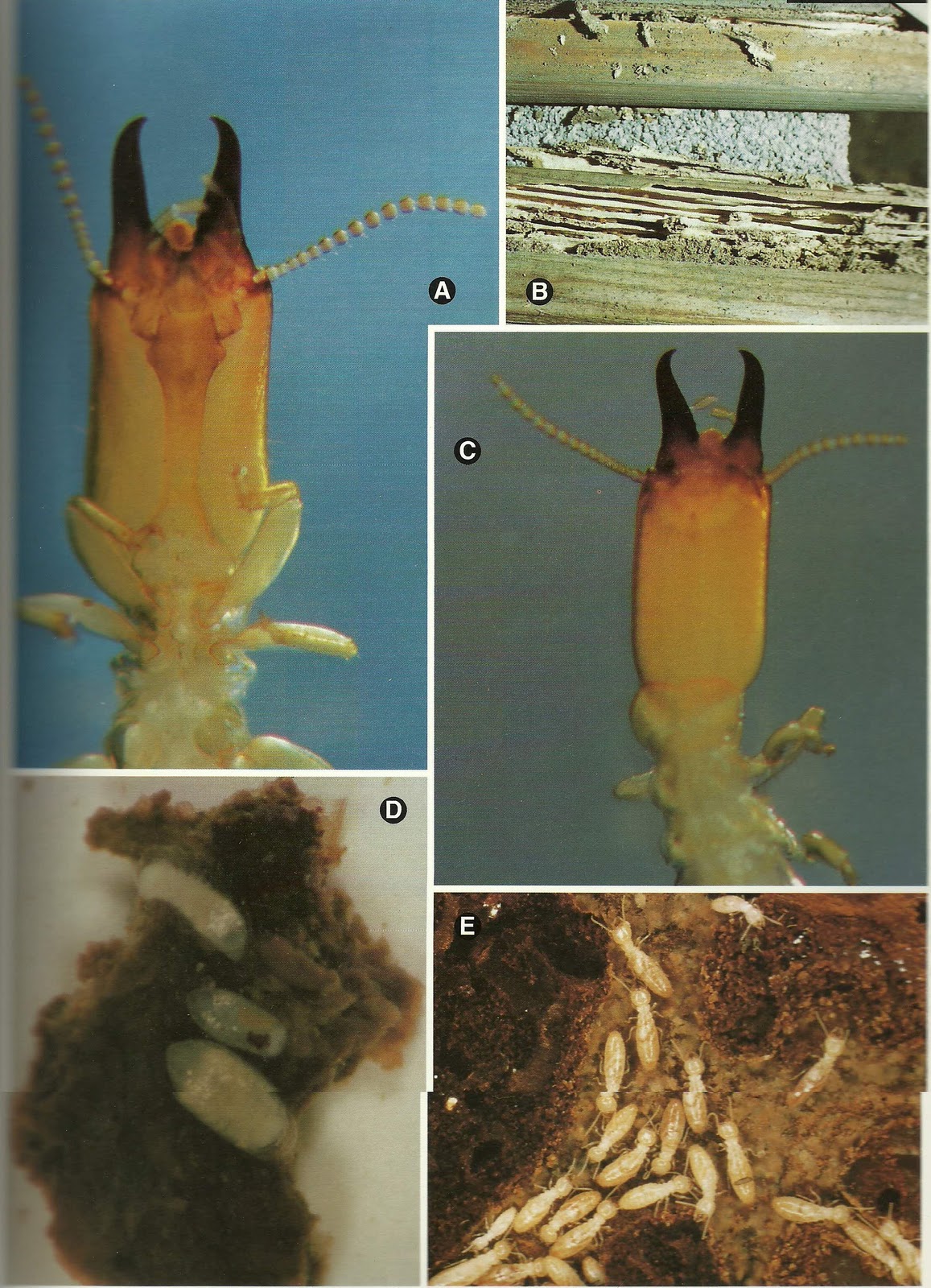 Entomologia Forestal: Insectos que se alimentan de la madera seca