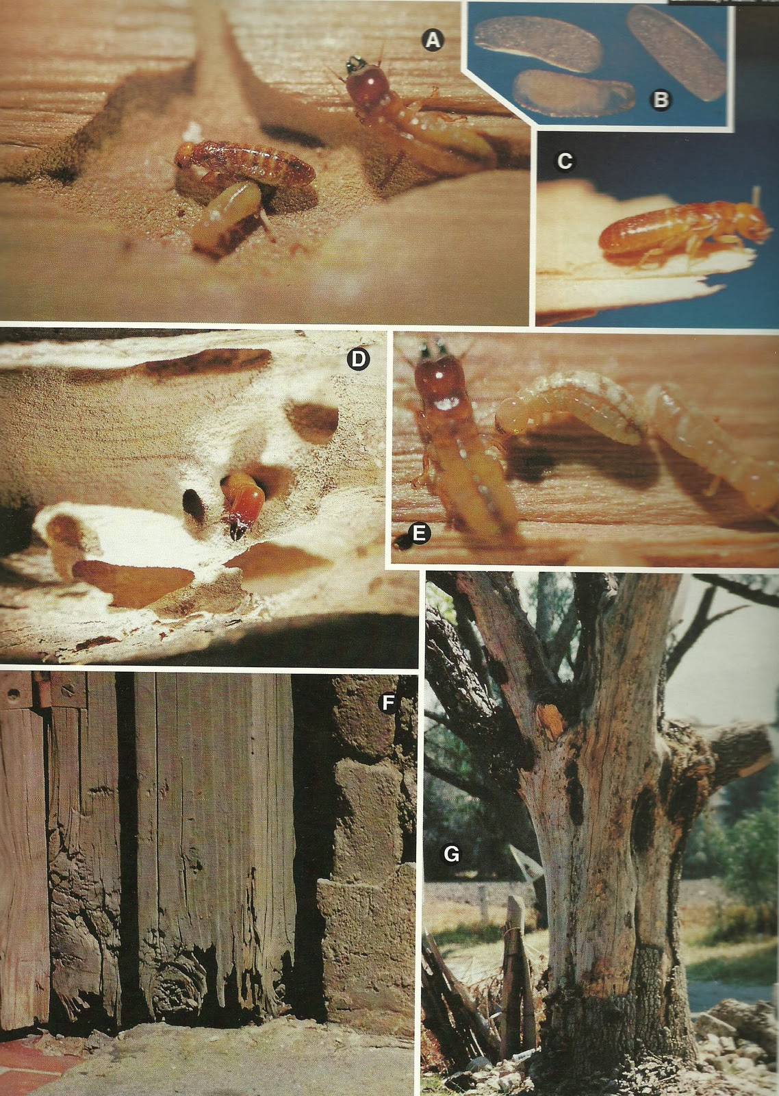 Entomologia Forestal: Insectos que se alimentan de la madera seca