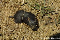 Fotografía outdoors: Cururo