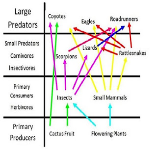 Al-Jawhara Al-Thani Science Blog: Food Web Project