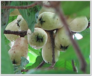 TERATAK SENJA: Jambu Susu