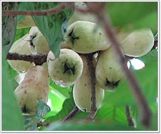TERATAK SENJA: Jambu Susu