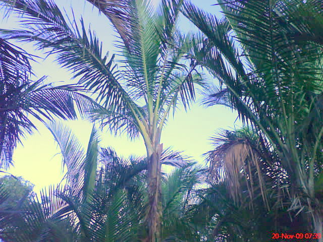 TERATAK SENJA: Pokok Rumbia