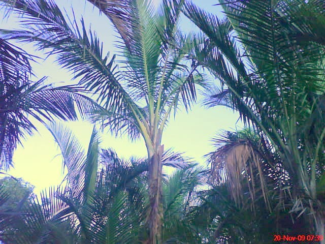 TERATAK SENJA: Pokok Rumbia