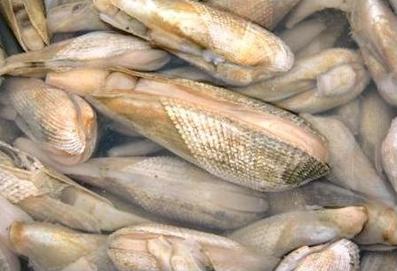 TERATAK SENJA: Mentarang Dan Kenas