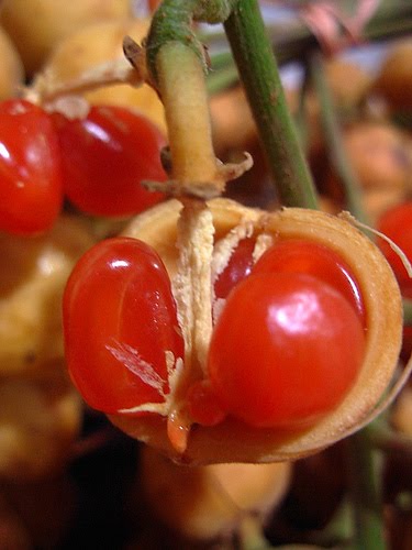 TERATAK SENJA: Buah Jentik( Baccaurea polynedra)