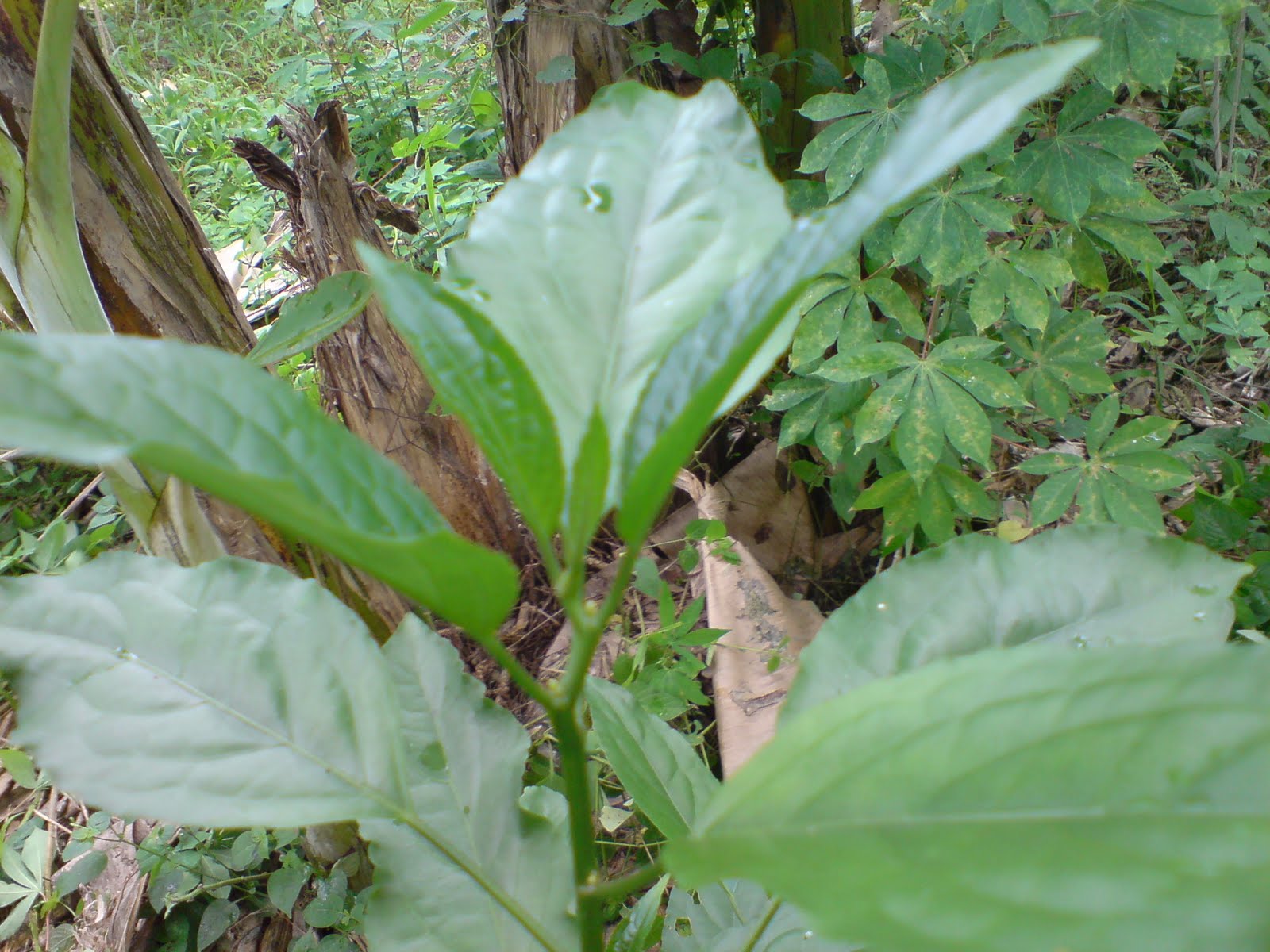 TANAH KEDAWUNG: Pucuk Salang