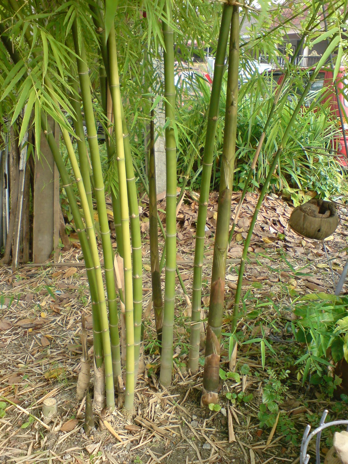 TERATAK SENJA: Rebung Buluh Madu