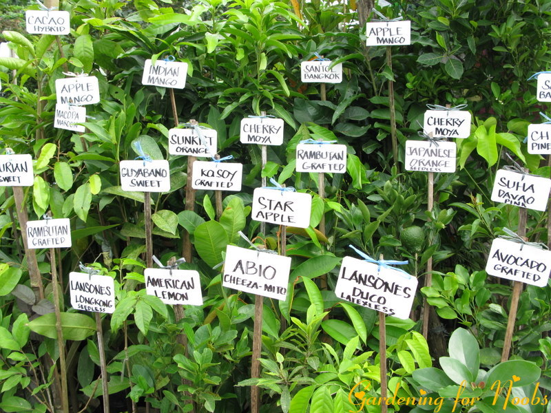 Buying Plants in Tagaytay (Mahogany Market) - The Balcony Farmer