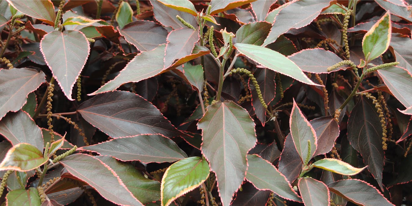 LA BOLSA GRIS: Acalypha wilkesiana_EUPHORBIACEAE