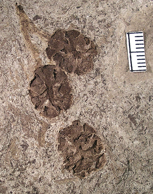 Colorado Earth Science: Florissant’s Sequoias: Redwood Giants of the Eocene