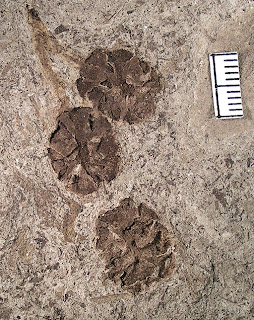 Colorado Earth Science: Florissant’s Sequoias: Redwood Giants of the Eocene