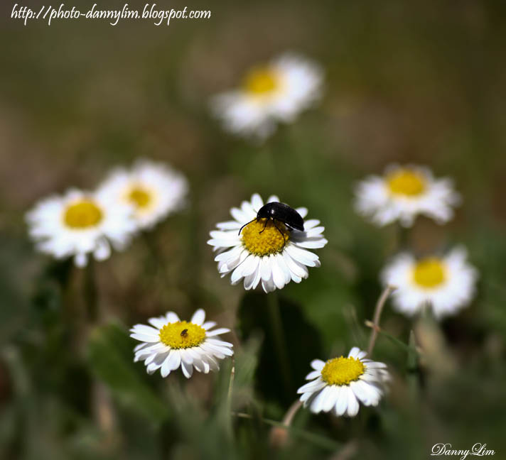 dannylim: Greece-Travel-Delphi
