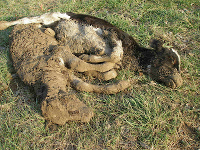 Unusual Kentucky: Mt. Washington Cattle Mutilation?