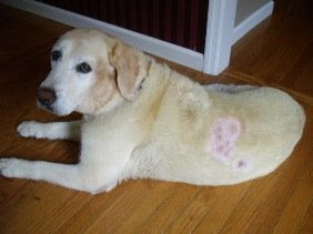 ringworm in dogs: Skin Disorders in Dogs: “Ringworm”